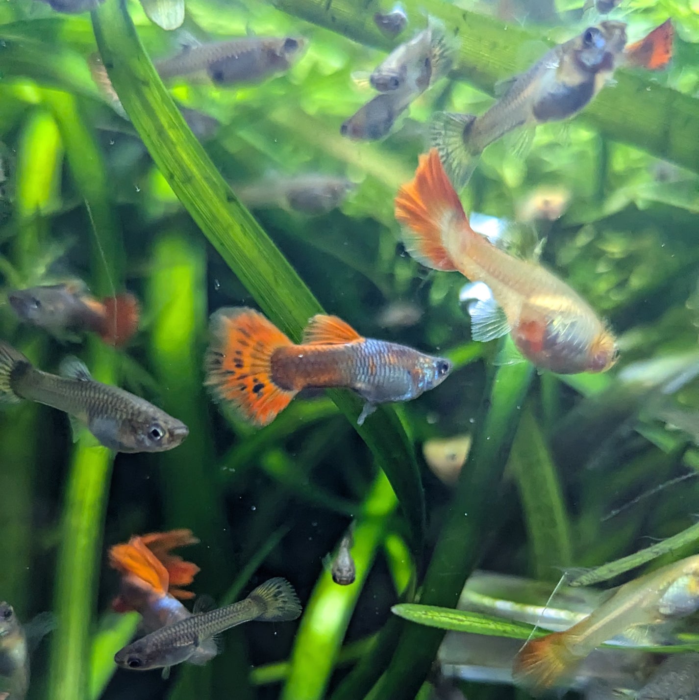 Assorted Guppies for Sale | UK-Bred Fancy Guppy Mix – Damo’s Fish ...