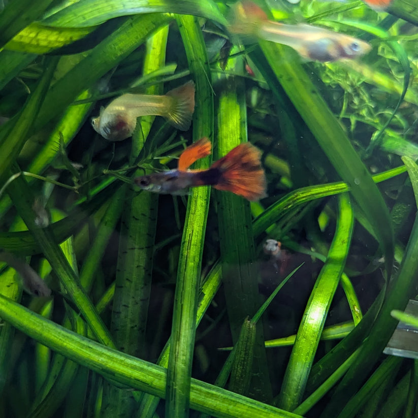 Assorted Guppies for Sale | UK-Bred Fancy Guppy Mix – Damo’s Fish ...