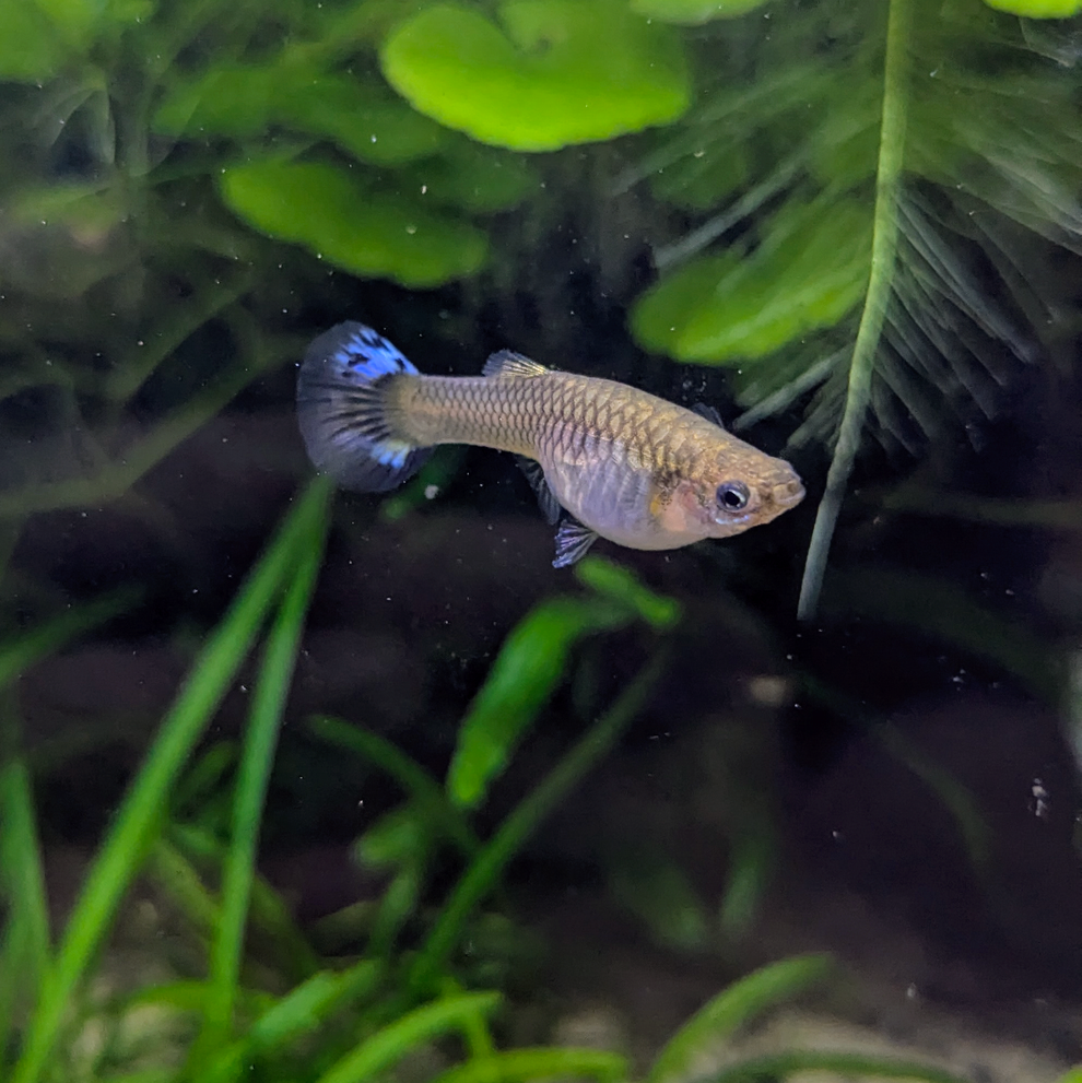 Assorted Endler Guppies for Sale | UK-Bred Endlers – Damo’s Fish – Damo ...