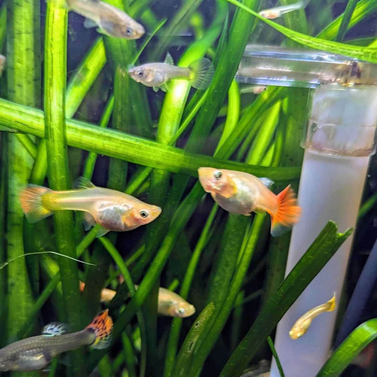 Assorted Guppies for Sale | UK-Bred Fancy Guppy Mix – Damo’s Fish ...