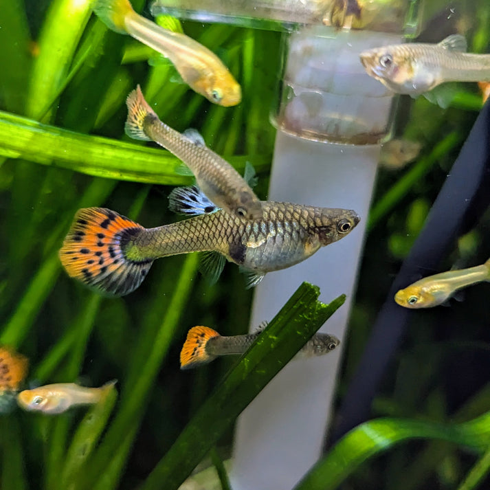 Assorted Guppies for Sale | UK-Bred Fancy Guppy Mix – Damo’s Fish ...