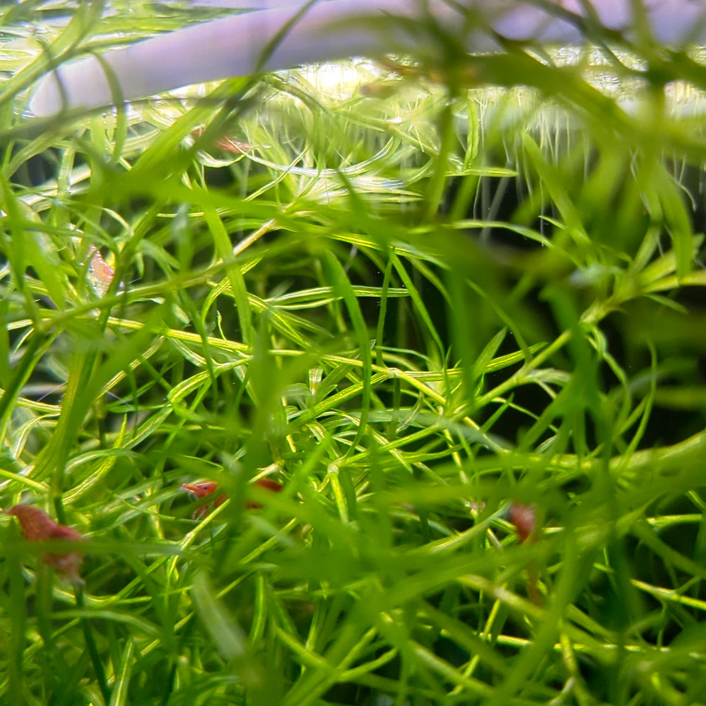 Guppy grass Najas Guadalupensis – Damo's Fish
