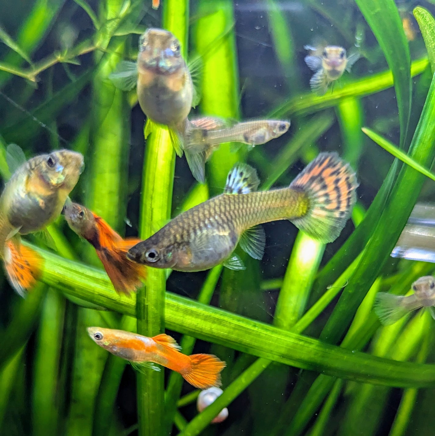 Assorted Guppies for Sale | UK-Bred Fancy Guppy Mix – Damo’s Fish ...