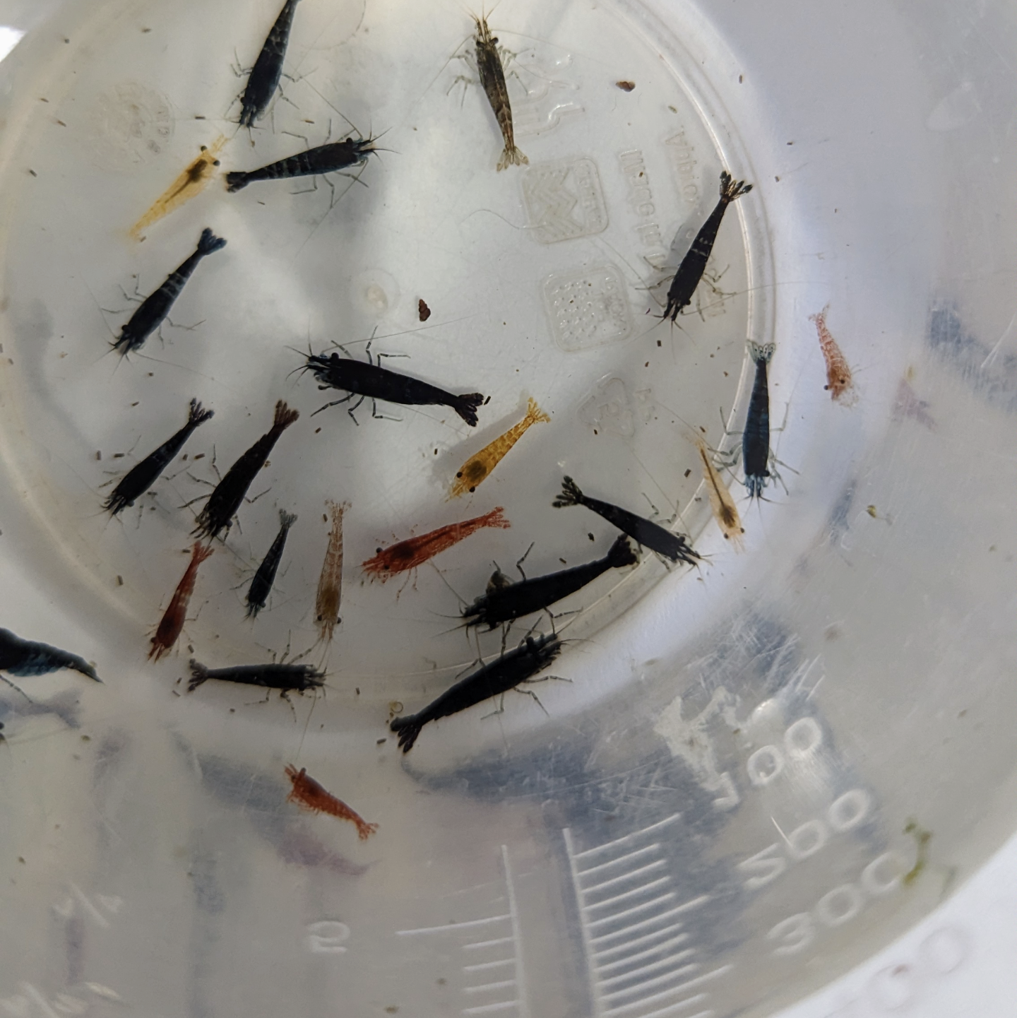Skittles Neocaridina Shrimp for Sale | UK-Bred Mix – Damo’s Fish – Damo ...