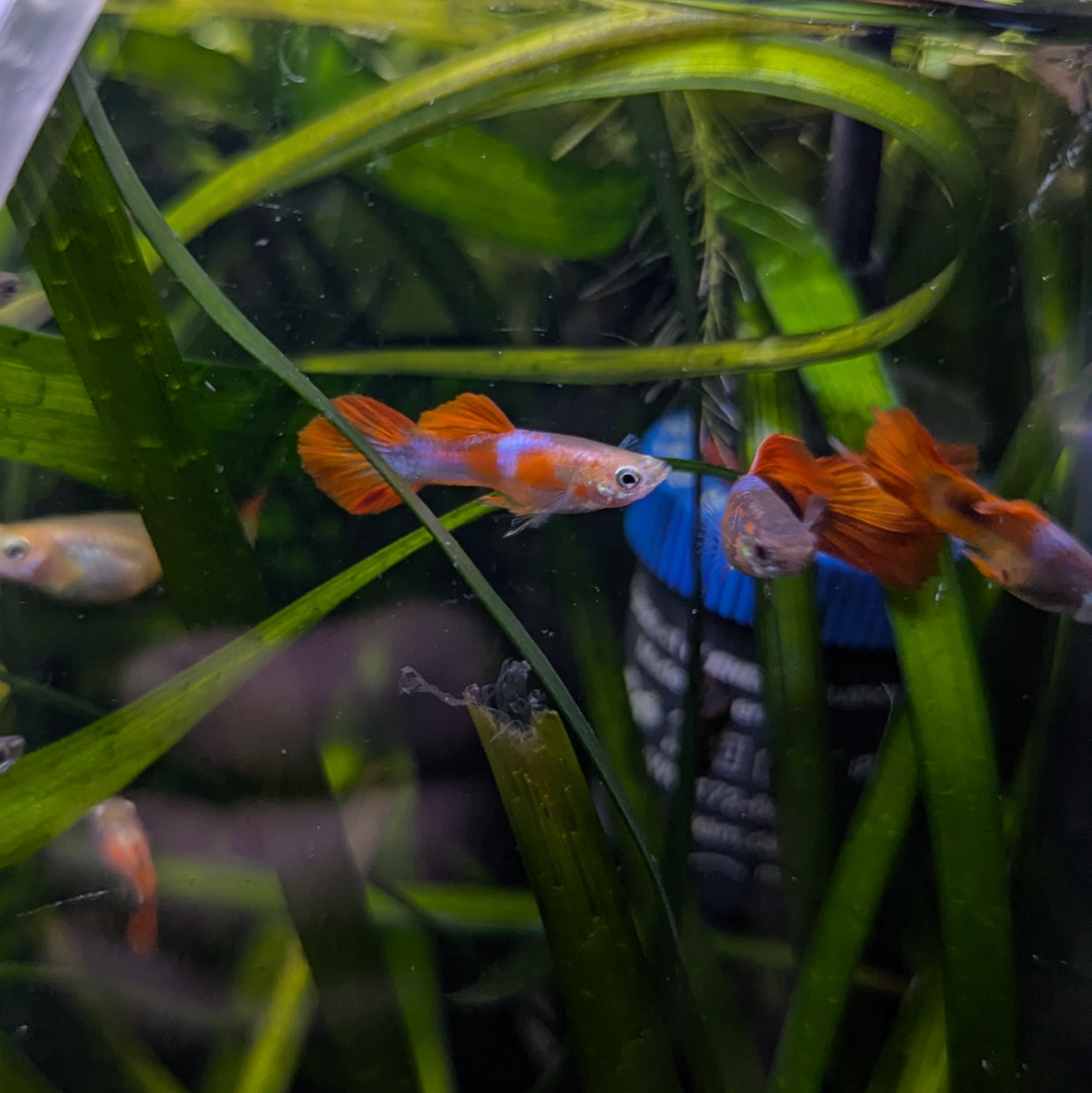 Assorted Guppies for Sale | UK-Bred Fancy Guppy Mix – Damo’s Fish ...