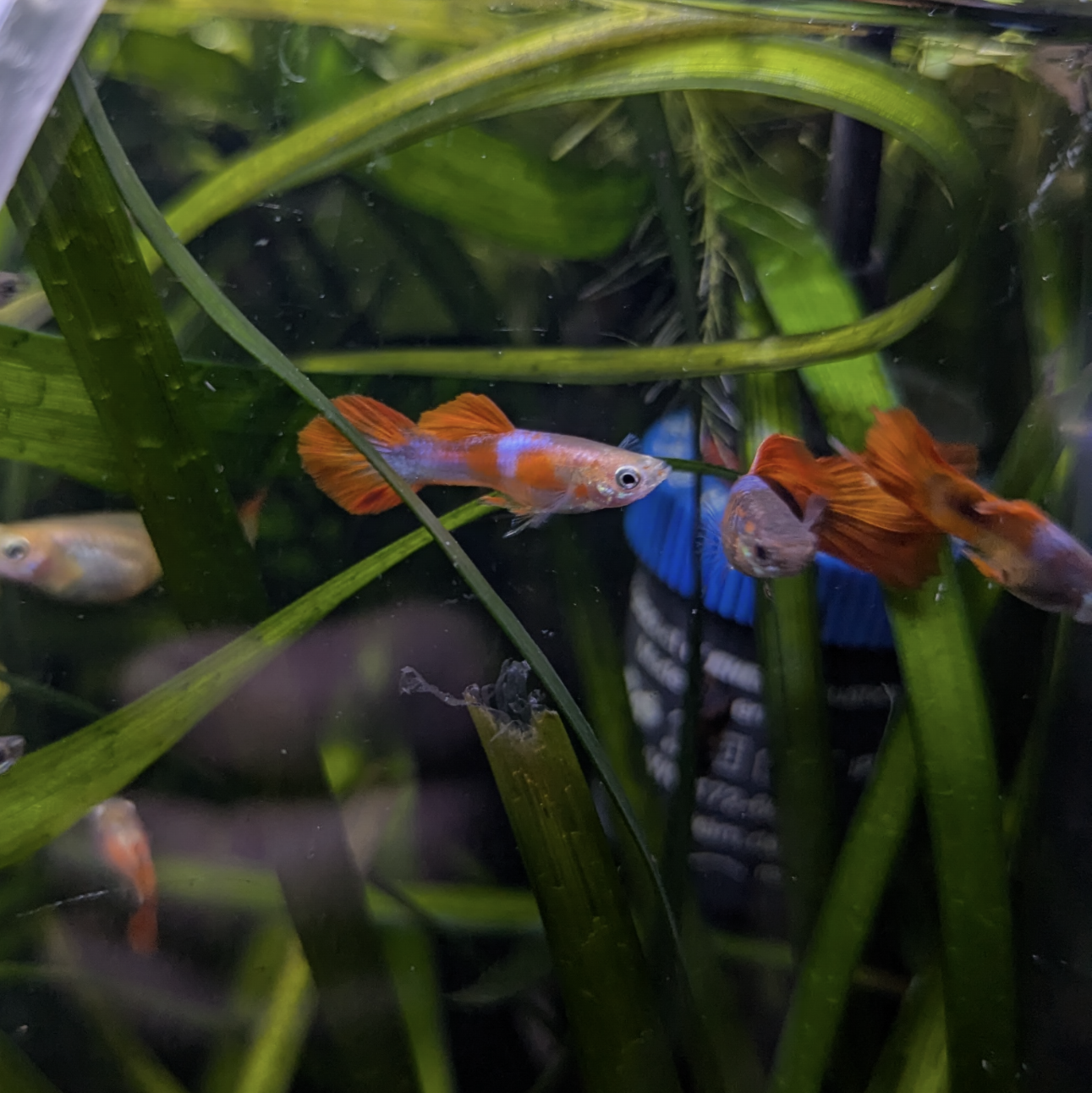 Assorted Guppies for Sale | UK-Bred Fancy Guppy Mix – Damo’s Fish ...