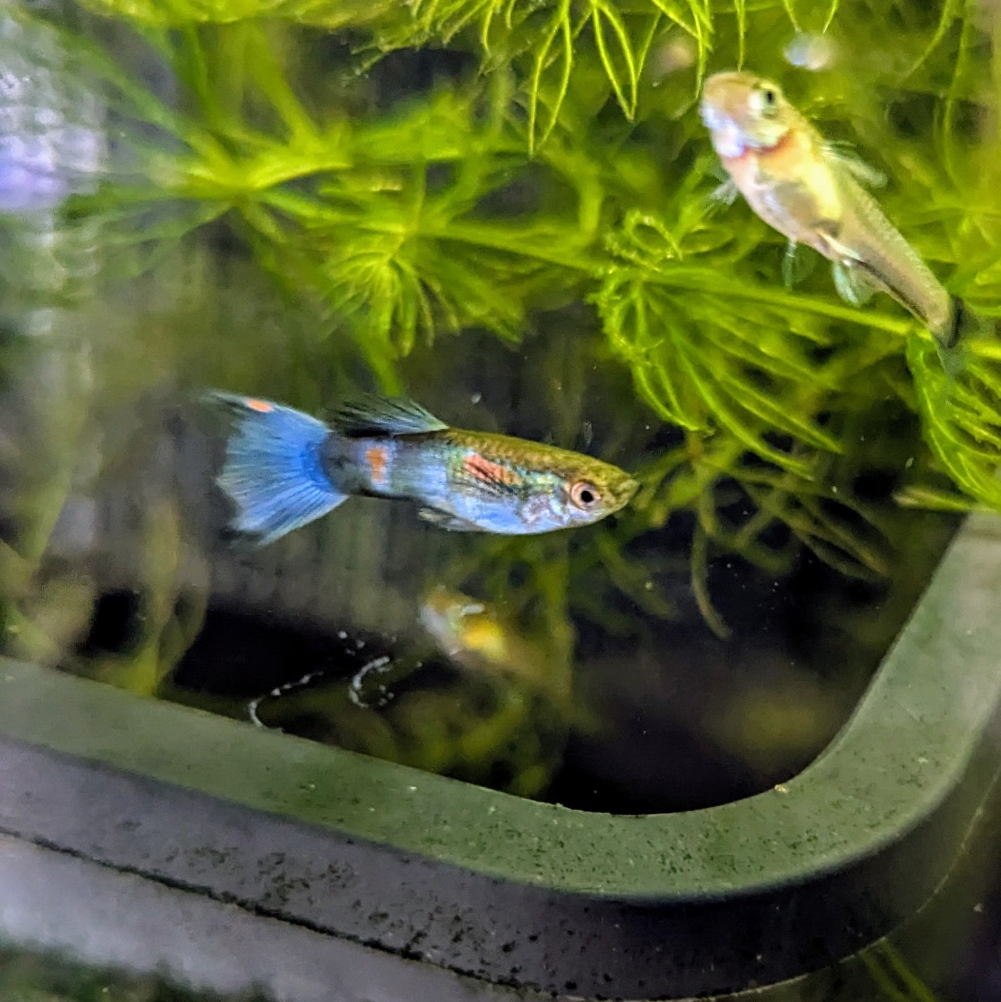 Assorted Guppies for Sale | UK-Bred Fancy Guppy Mix – Damo’s Fish ...