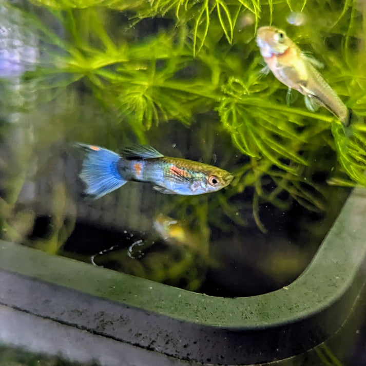 Assorted Guppies for Sale | UK-Bred Fancy Guppy Mix – Damo’s Fish ...