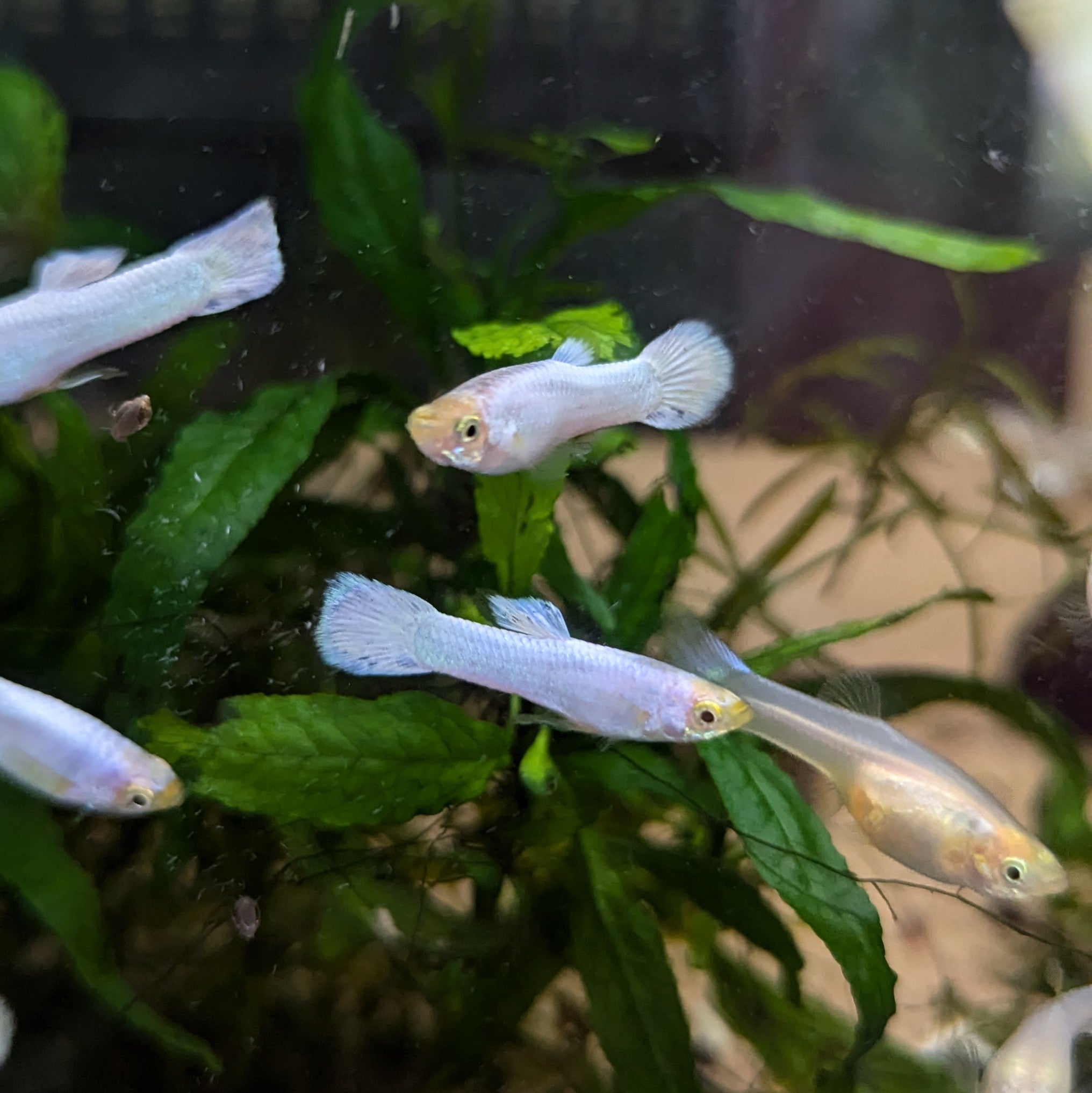 Snow White Guppy for Sale | UK-Bred Fancy Guppies – Damo’s Fish – Damo ...