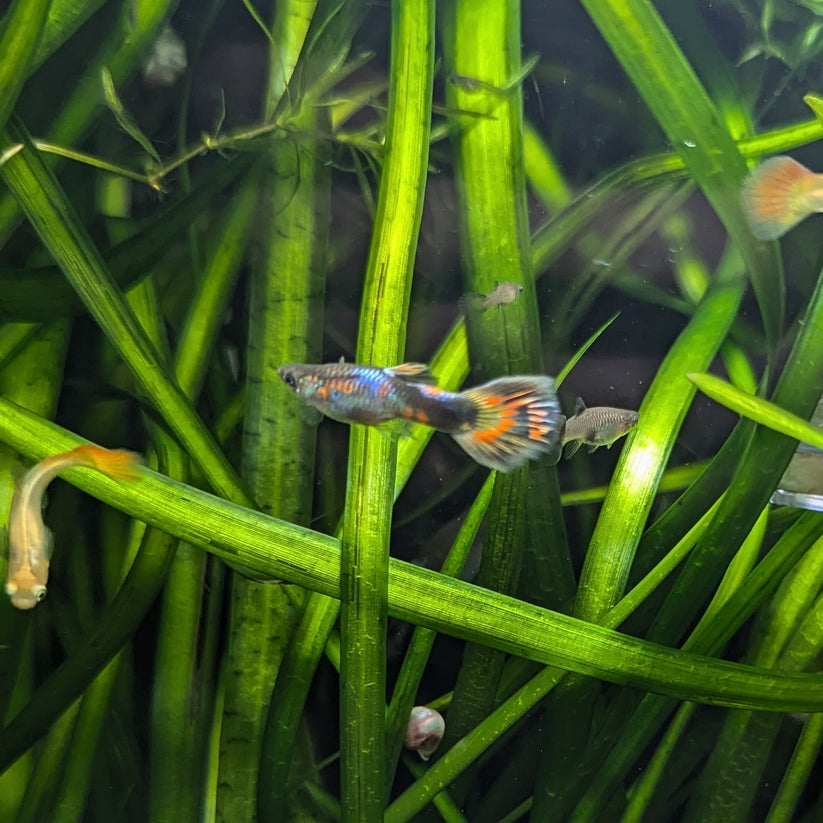 Assorted Guppies for Sale | UK-Bred Fancy Guppy Mix – Damo’s Fish ...
