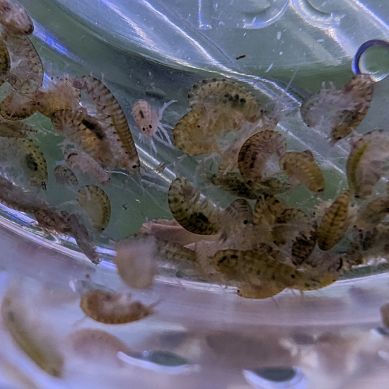 Freshwater Scud (Gammarus pulex) for Sale | Live Food & Clean-Up Crew ...