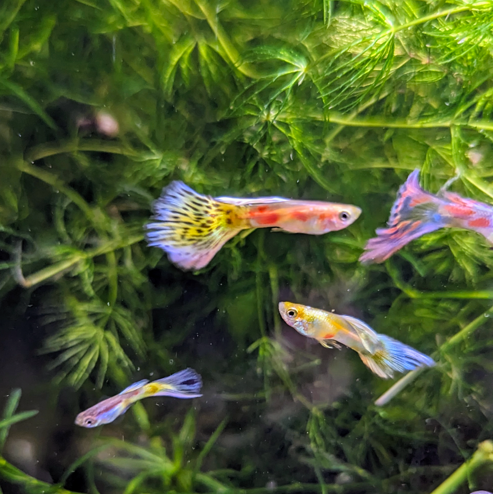 Assorted Endler Guppies for Sale | UK-Bred Endlers – Damo’s Fish – Damo ...