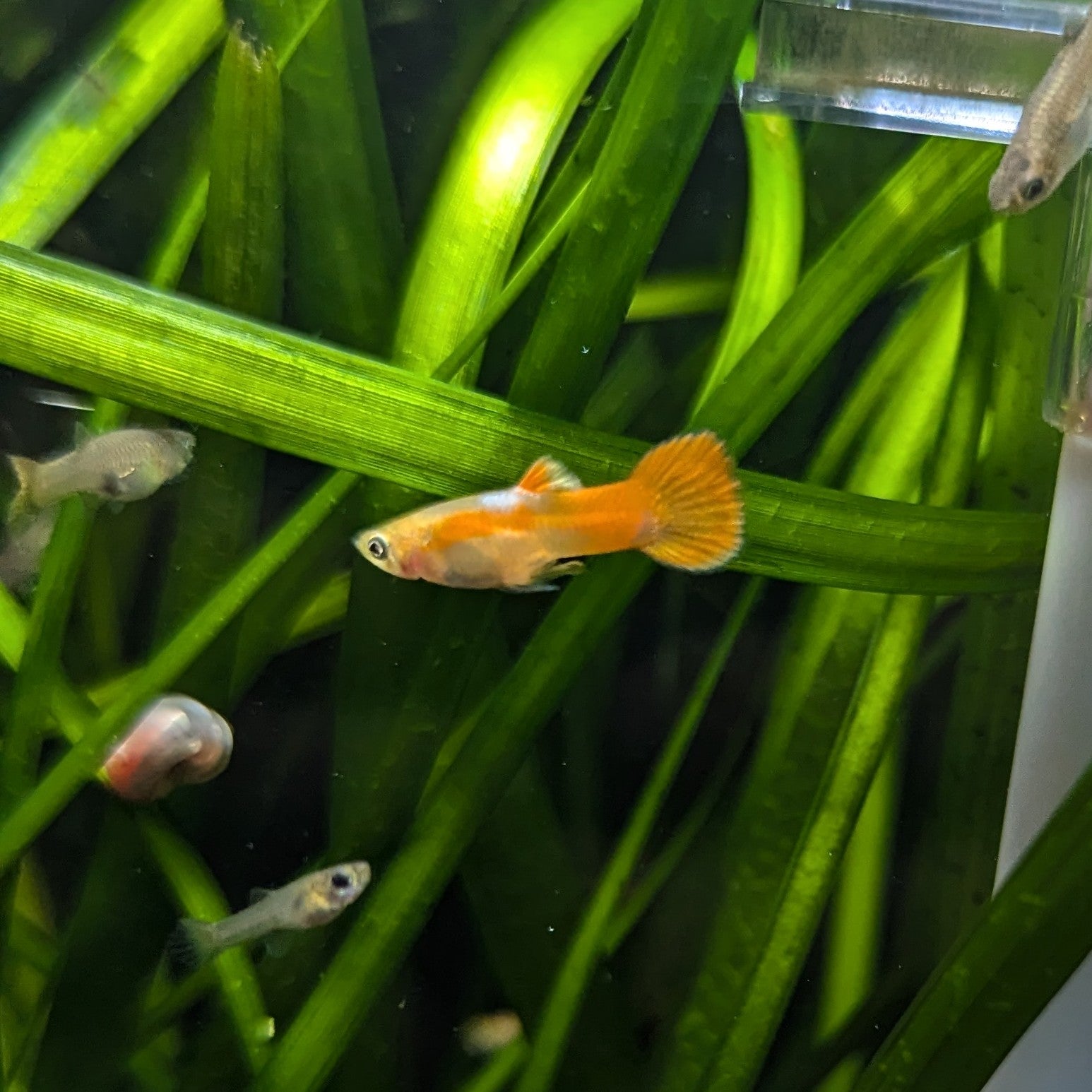 Assorted Guppies for Sale | UK-Bred Fancy Guppy Mix – Damo’s Fish ...