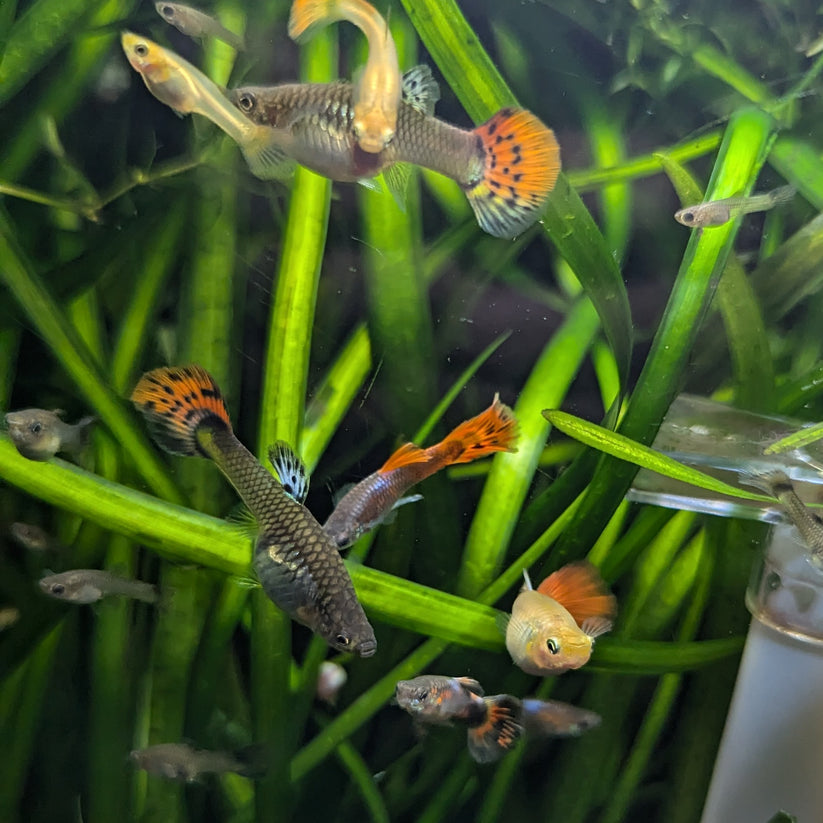 Assorted Guppies for Sale | UK-Bred Fancy Guppy Mix – Damo’s Fish ...