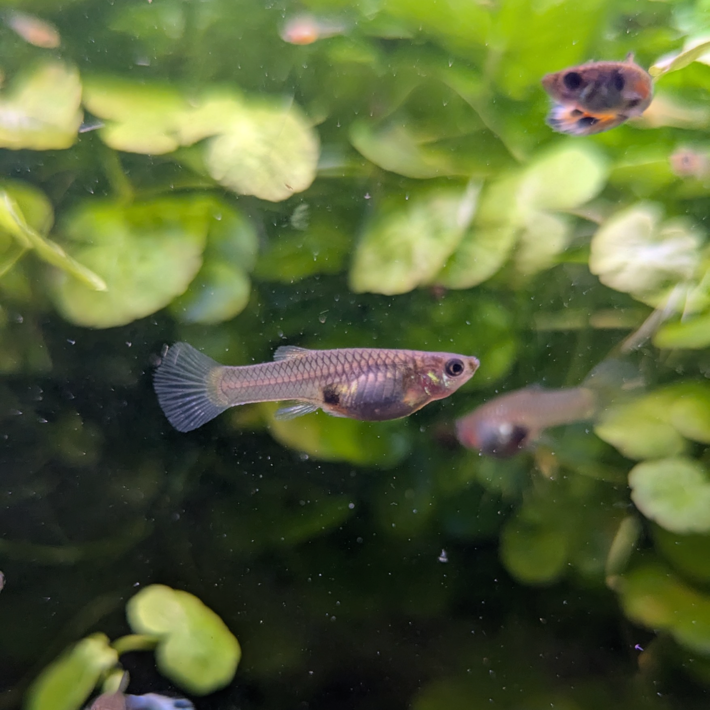 Assorted Endler Guppies for Sale | UK-Bred Endlers – Damo’s Fish – Damo ...